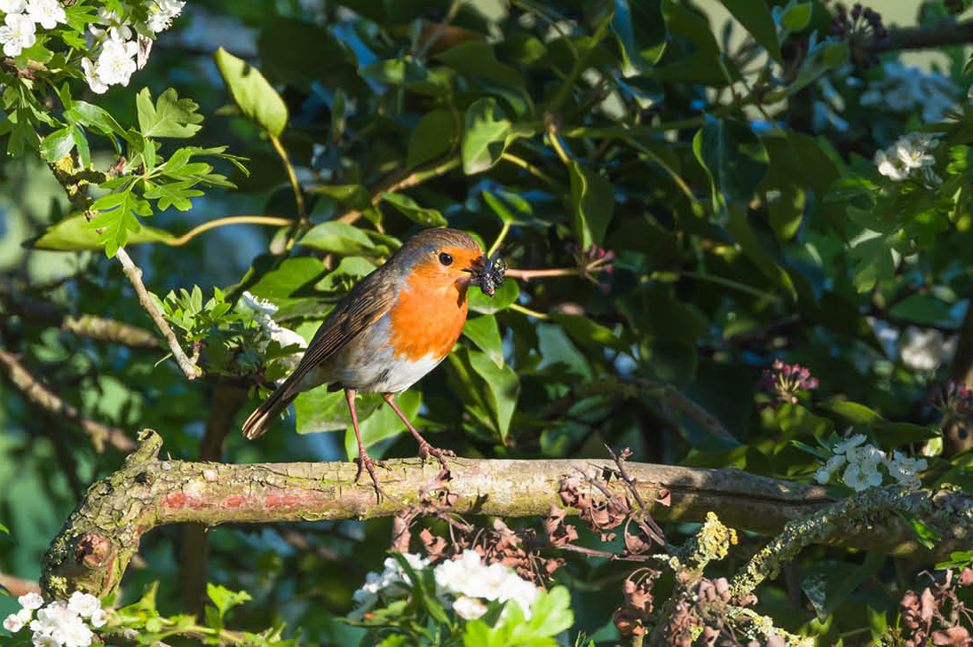 Vogelnährgehölze im Garten pflanzen: Lott